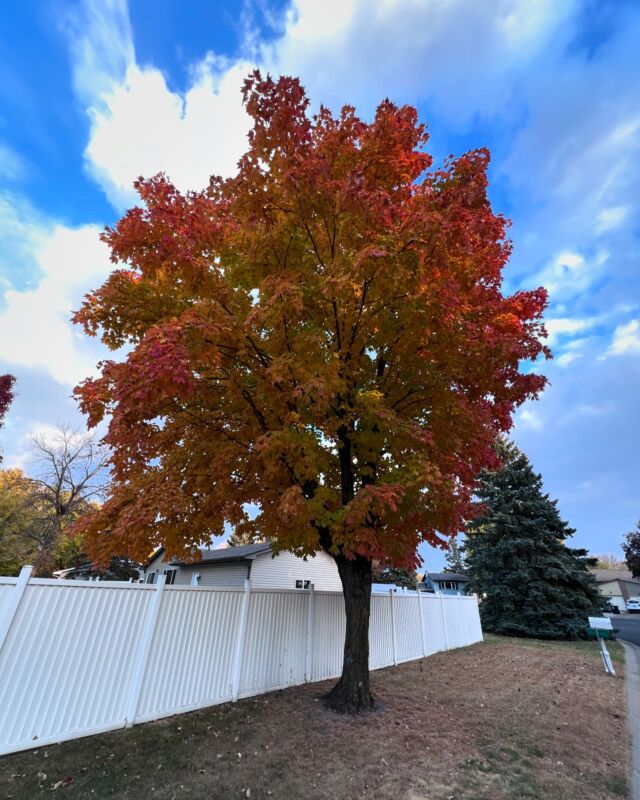 Foundry Nation | Premium THC Beverages & Edibles